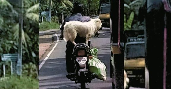 Biker booked for taking helmetless dog on pillion | Fast Track | Auto ...