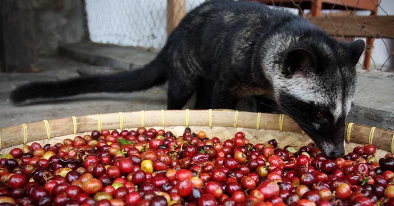 Drink it: coffee from civet poop, the most expensive, is now made in India | Luwark coffee ...