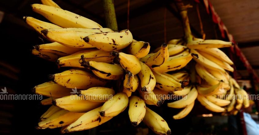 Kerala's very own 'Nendran' bananas will soon reach European markets ...