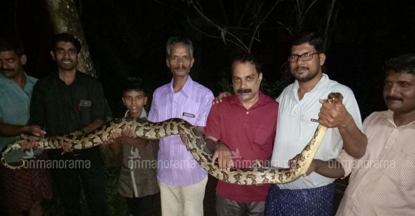 Python caught from house compound in Muvattupuzha | Python caught ...