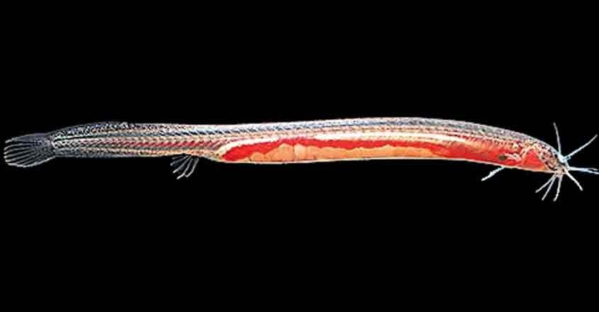 Another subterranean fish species found in Kerala