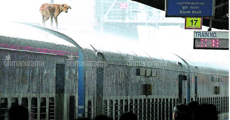 Stowaway dog holds up train for half an hour | Sabari Express | dog Sabari Express | dog on ...