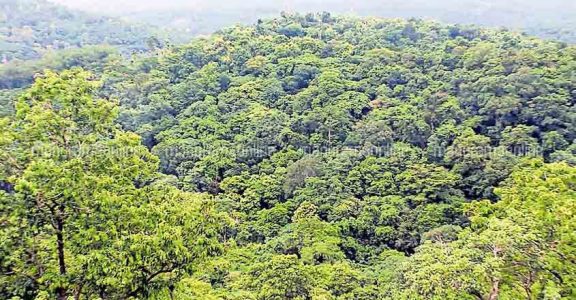 Ponthanpuzha is a private forest, HC rejects Kerala’s review petition ...