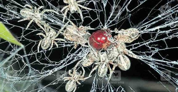 Signs of climate change in Kerala - rare spiders | Thrissur News | Manorama