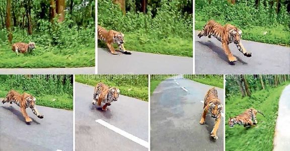 Who shot the viral tiger video and where exactly!