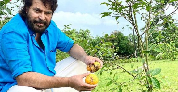 Know your fruit | Mammootty's favourite sundrop