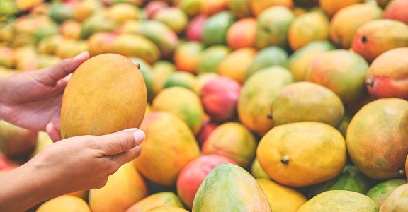 10 varieties of mango on a single tree talk of the town in Kannur ...