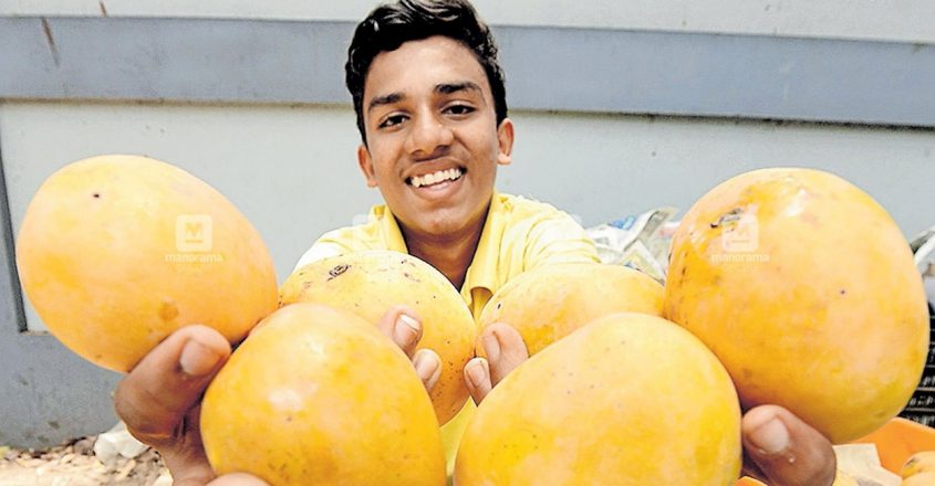 Kuttiattoor mangoes: Fruits with a royal lineage, ripened with hay and ...