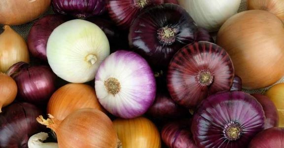 The pungent history of onions | Onions | Food | Manorama English