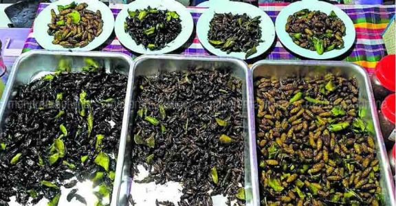 Insect delicacies: Organic, eco-friendly, and protein-rich | Insects ...