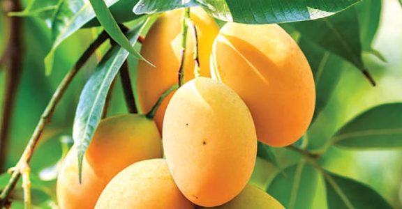 Mangoes and patience go into this rare tribal recipe | Mango | Tribal ...