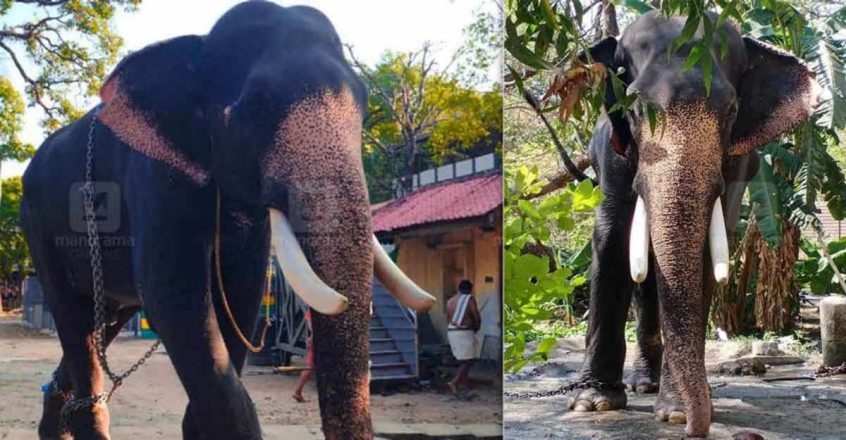 Valiya Kesavan, largest tusker of Guruvayur Devaswom, no more | Kerala ...