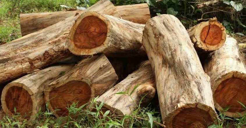 After rosewood scandal, Kerala govt to amend order to allow felling ...