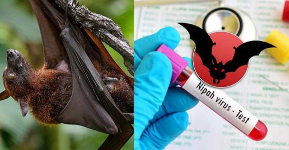 Three years after deadly outbreak, Nipah virus resurfaces in Kerala; State on alert