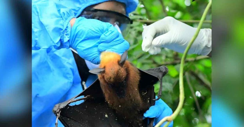 Nipah: Experts conduct annual field visits in Kozhikode to monitor ...