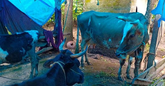 Wayanad's Cheeral village wakes up to tiger attacks again; two cows ...