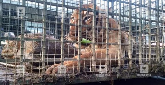 Wayanad's cattle-lifting tiger caught after 26-day hunt | Manorama English