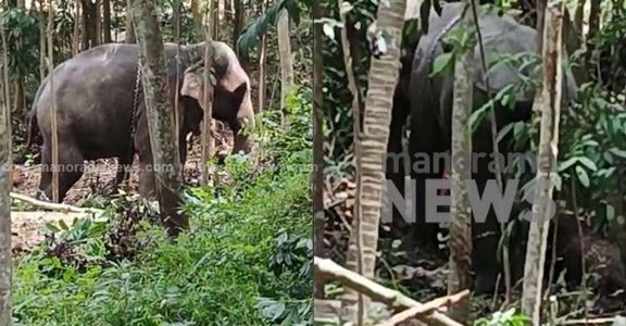 Elephant tramples mahout to death in Thiruvananthapuram | Onmanorama