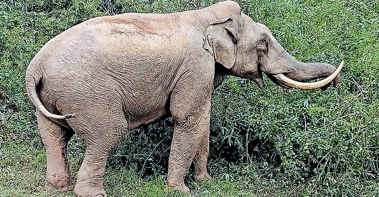 Elephant | Elephant
