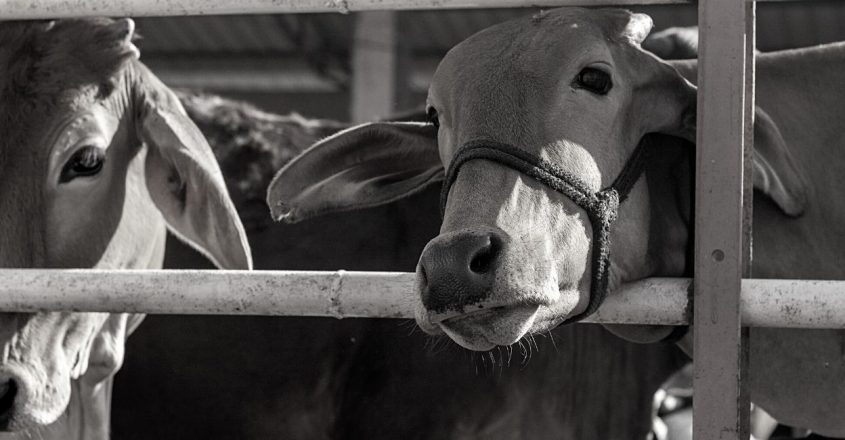 Loss of cattle, wild animal menace: Here's the ready-reckoner on ...