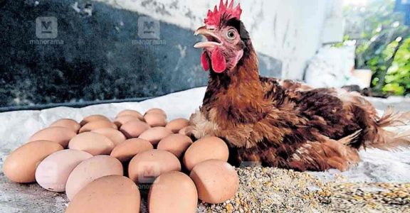 Hen reared at a Punnapra house goes on an egg-laying spree - 24 in 6 hrs!
