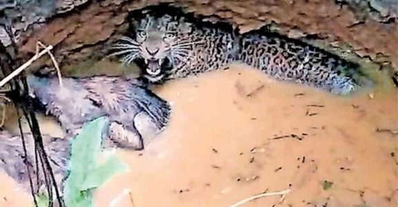 Leopard, wild boar rescued from forest pit