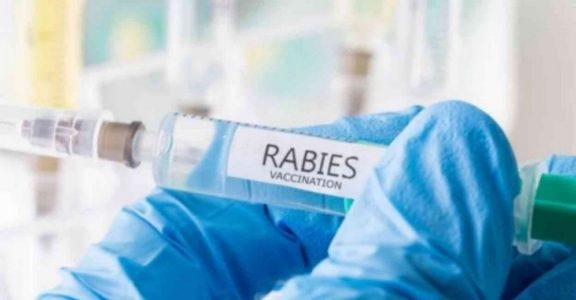 Shortage of anti-rabies vaccines set to end, new stock arrives