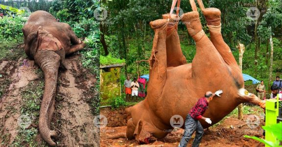 Wild elephant dies after falling into septic tank in Thrissur | Manorama English