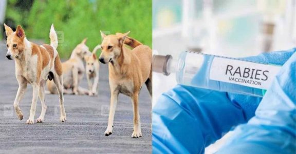 12-year-old girl critical despite 3 shots of anti-rabies vaccine ...