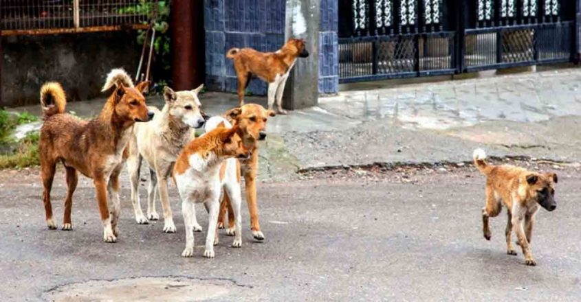 Rabies deaths: Kerala asks Centre to do quality checks on vaccines again