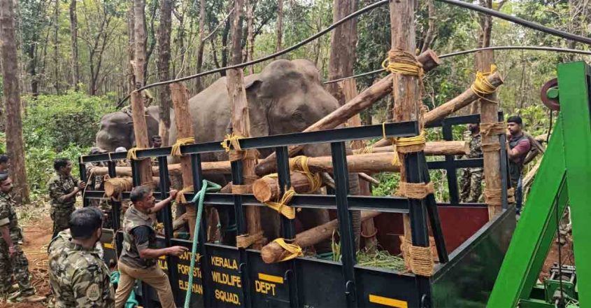 Rising human-elephant conflict: darting teams reel under sedative drug ...