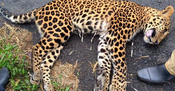 Leopard found dead in Kozhikode | Kozhikode | Onmanorama
