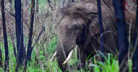 Man narrowly escapes wild elephant Arikomban's attack in Idukki
