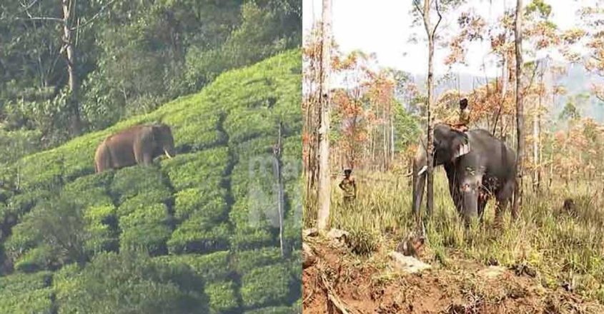 Kerala spends Rs 3 crore to capture rogue elephants over four years ...