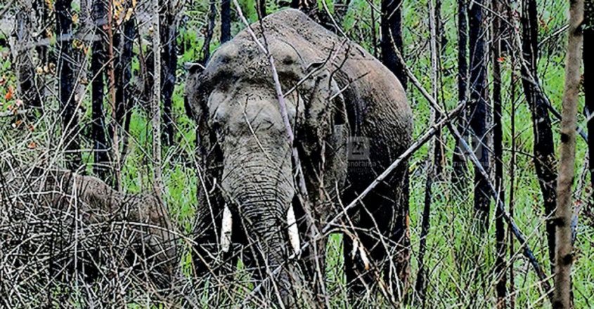 Arikomban returns to Kerala's Periyar forest range, traverses 40km in 4 ...