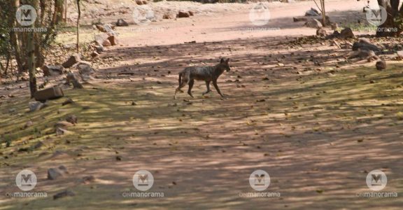Four injured in jackal attack in Kottayam | Onmanorama