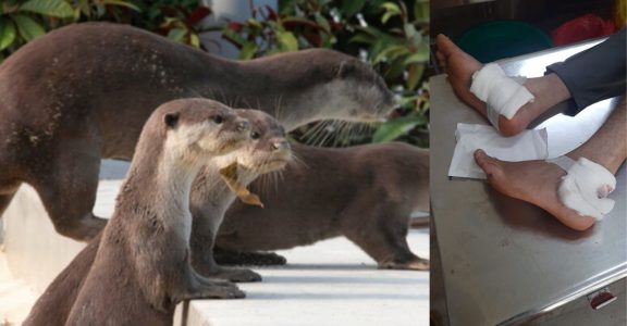Otters of Kozhikode Rivers: A ferocious addition to human-animal conflict in Kerala