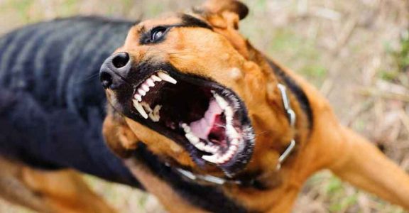 Four-year-old suffers severe injuries in stray dog attack at ...