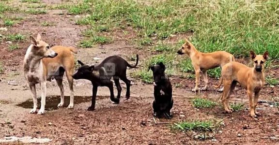 Vaccinated stray dogs to sport green paint on necks | Onmanorama