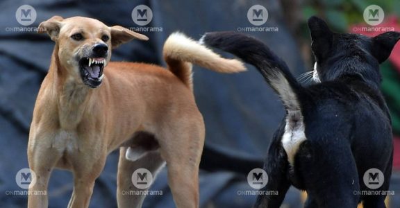 Stray dog that attacked 14 people in Kottayam dies, autopsy confirms rabies infection| Onmanorama