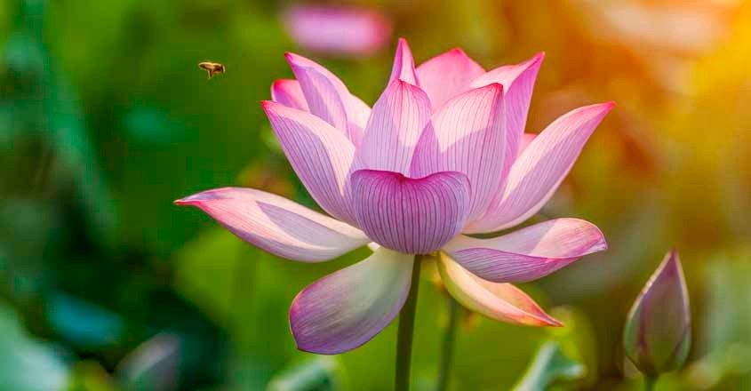 Significance of offering ‘thulabharam’ with lotus flowers | Lifestyle ...
