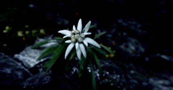 Edelweiss: Why is it beauty industry's best kept secret | Lifestyle ...