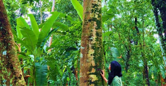 The 4S of 'parambu' culture in Kerala: Syntropy, synergy, security ...