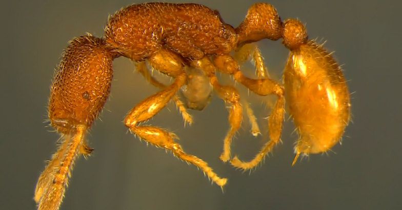 TVPM researchers stumble upon new species of ant in Periyar Reserve ...