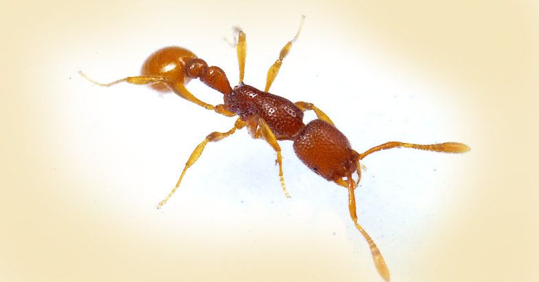 TVPM researchers stumble upon new species of ant in Periyar Reserve ...