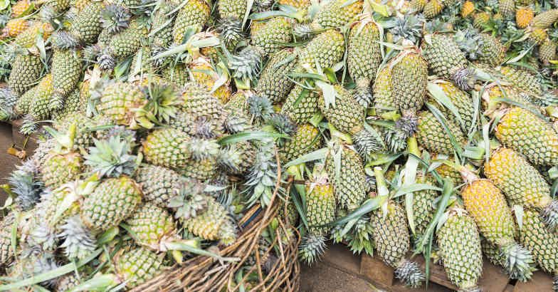 5 amazing facts Kerala pineapple farmers should know