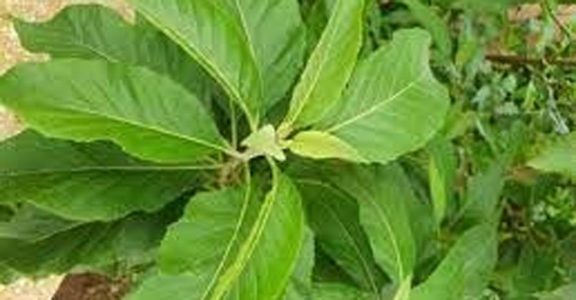 A 'leafy' solution to diabetes: Yet to be proved scientifically, but ...