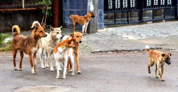 Kerala hit by escalating man-stray dog conflict