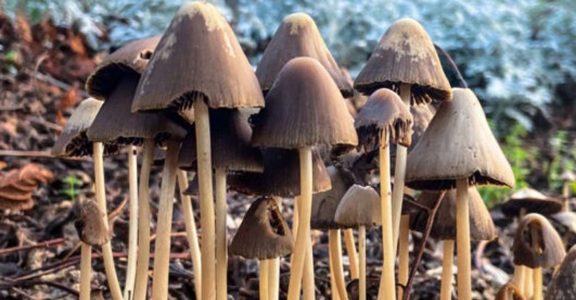Mushroom can fight mental disorders? Study unveils its therapeutic ...