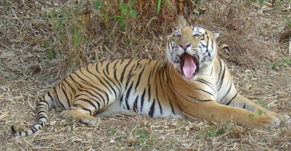 Pilibhit Reserve doubles tiger population, gets global award ...